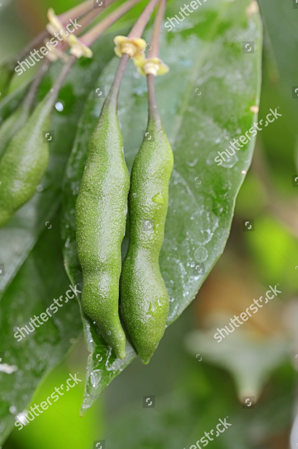 Cola Kola Tree Cola Acuminata Fruits Editorial Stock Photo - Stock ...