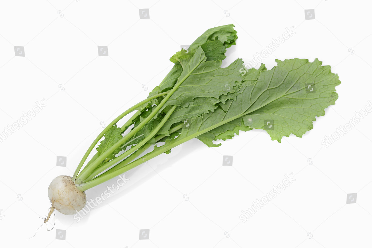 May Turnip Navette Brassica Rapa Ssp Editorial Stock Photo - Stock ...