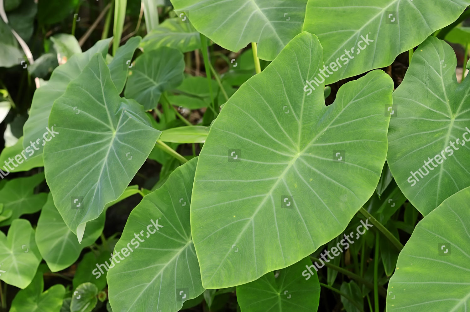 Taro Coco Yam Eddoe Colocasia Esculenta Editorial Stock Photo - Stock ...