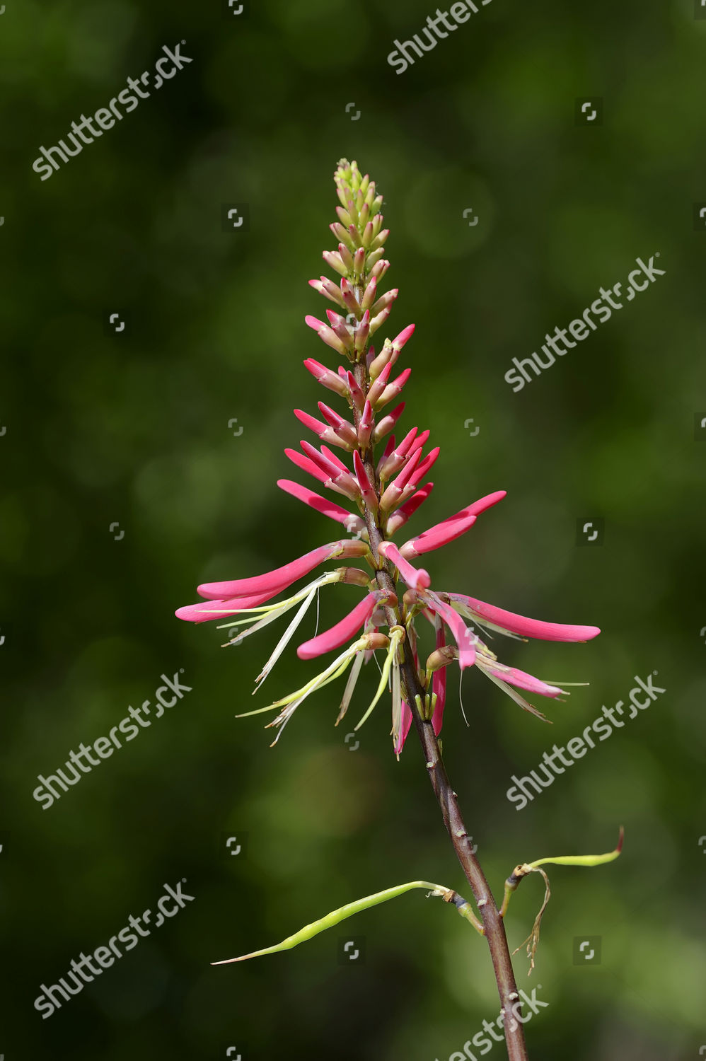 Coral Bean Cherokee Bean Red Cardinal Editorial Stock Photo - Stock ...