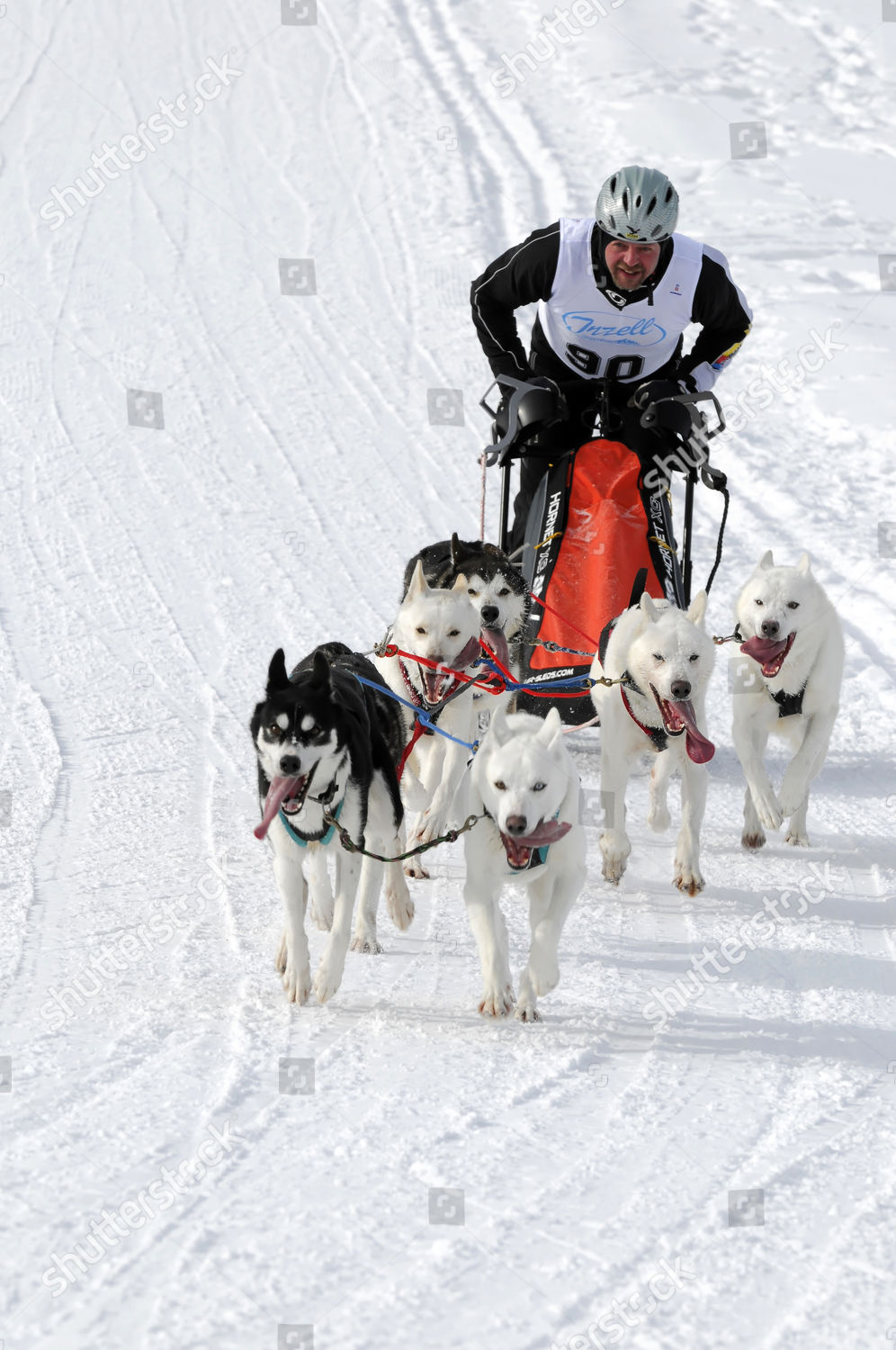 Sled Musher Dog Team Sled Siberian Editorial Stock Photo - Stock Image ...