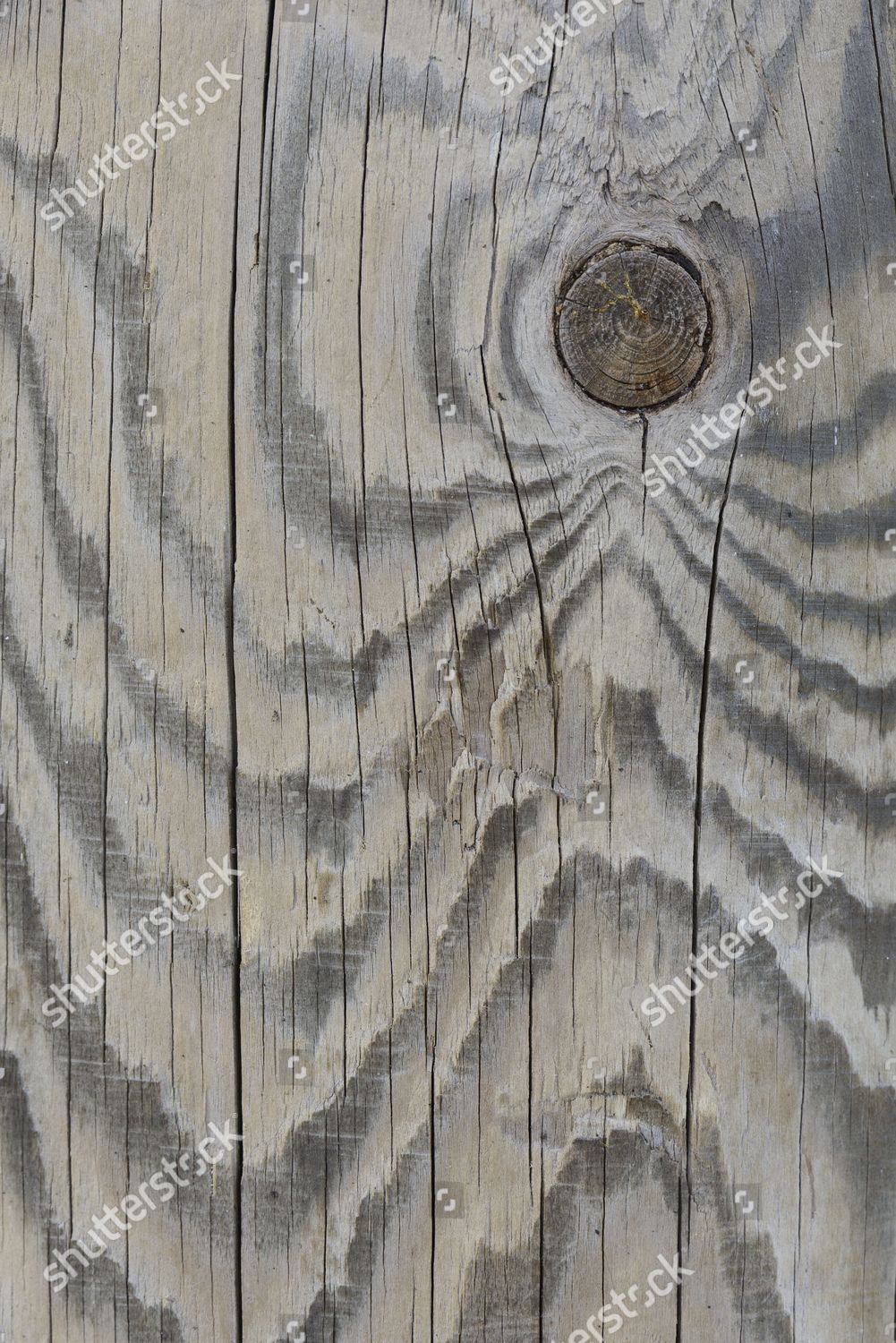 Wood Grain Scots Pine Pinus Sylvestris Editorial Stock Photo - Stock ...