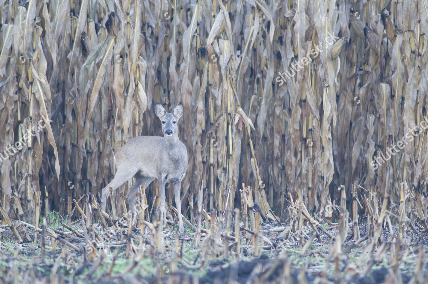 Roe Deer Capreolus Capreolus Doe Corn Editorial Stock Photo - Stock ...