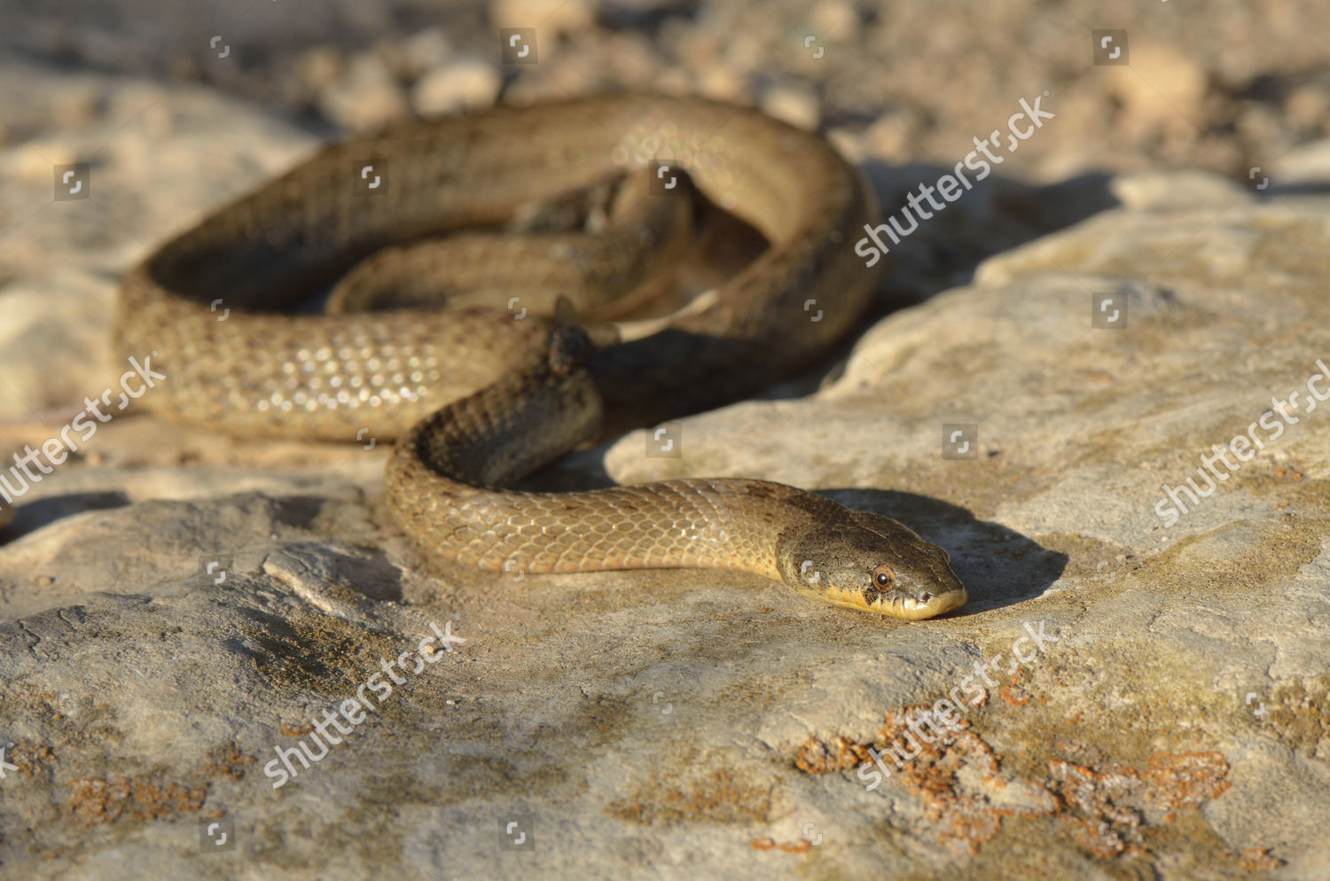 False Smooth Snake Macroprotodon Cucullatus On Editorial Stock Photo ...