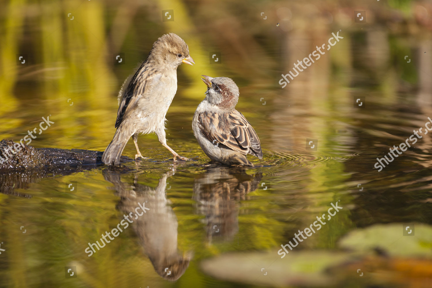 Two House Sparrows Passer Domesticus Water Editorial Stock Photo ...