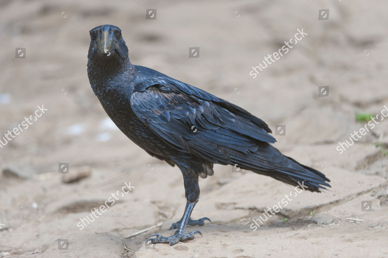 Thick Billed Raven Corvus Crassirostris Editorial Stock Photo - Stock ...