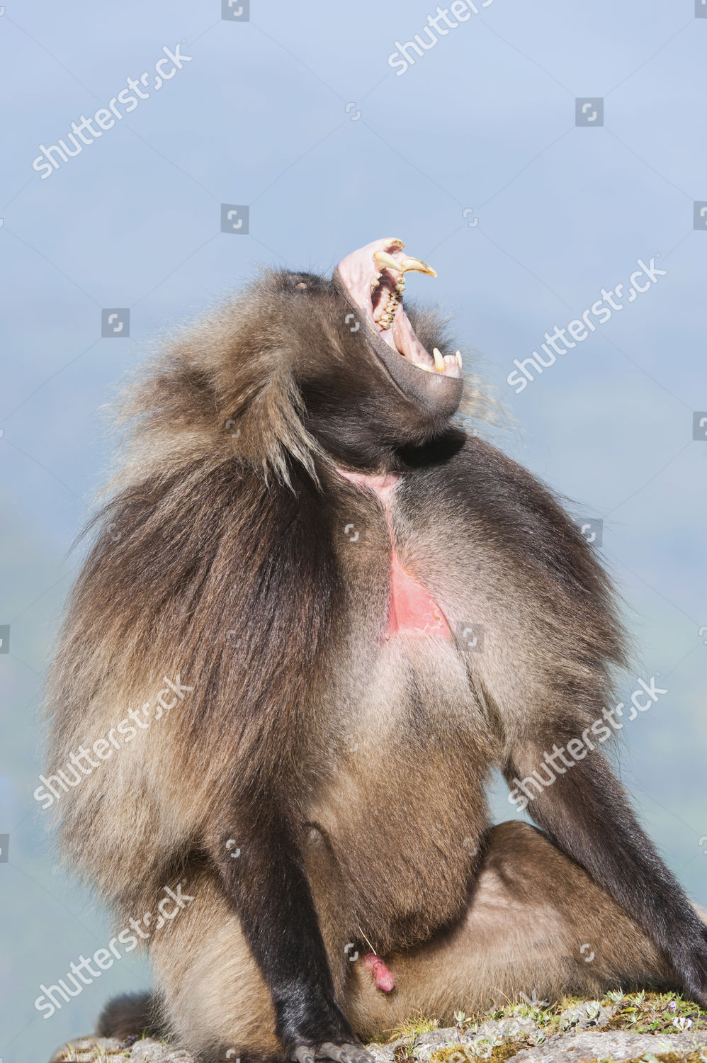 Gelada Baboon Theropithecus Gelada Displaying Teeth Editorial Stock ...