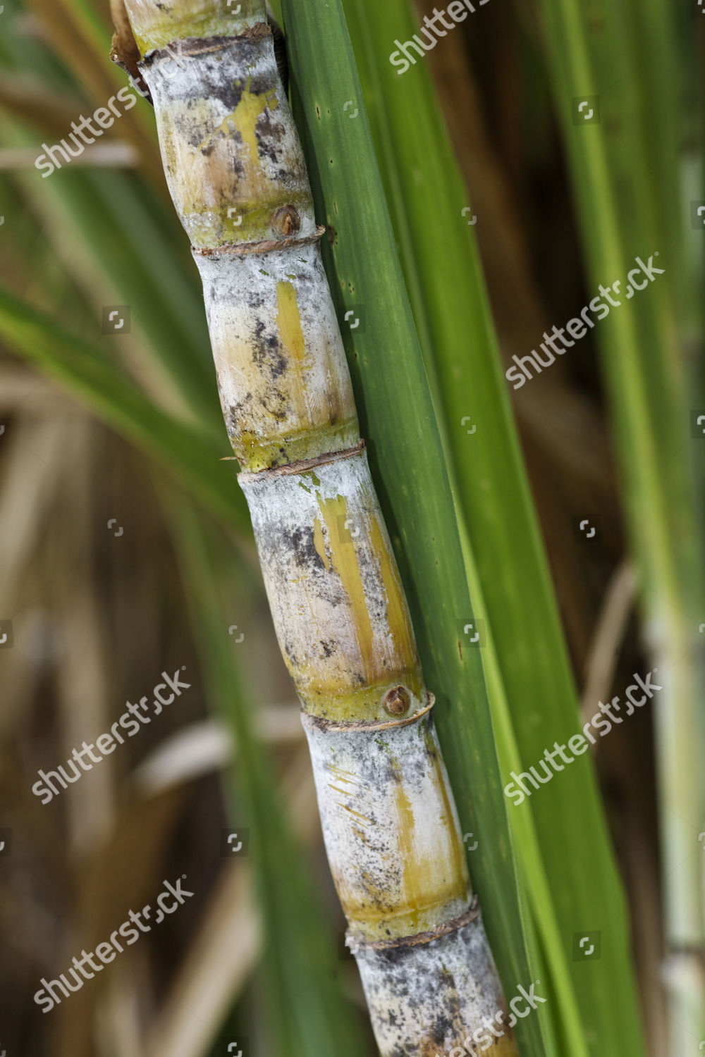 Sugar Cane Guadeloupe Caribbean Lesser Antilles Editorial Stock Photo ...