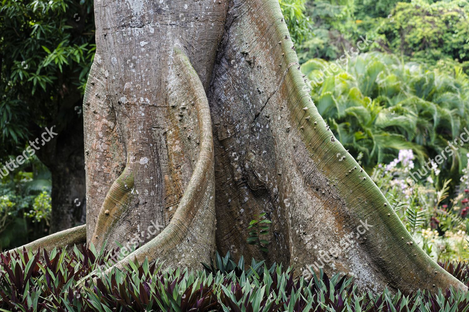 Buttress Root Tree Acomat Boucan Sloanea Editorial Stock Photo - Stock ...