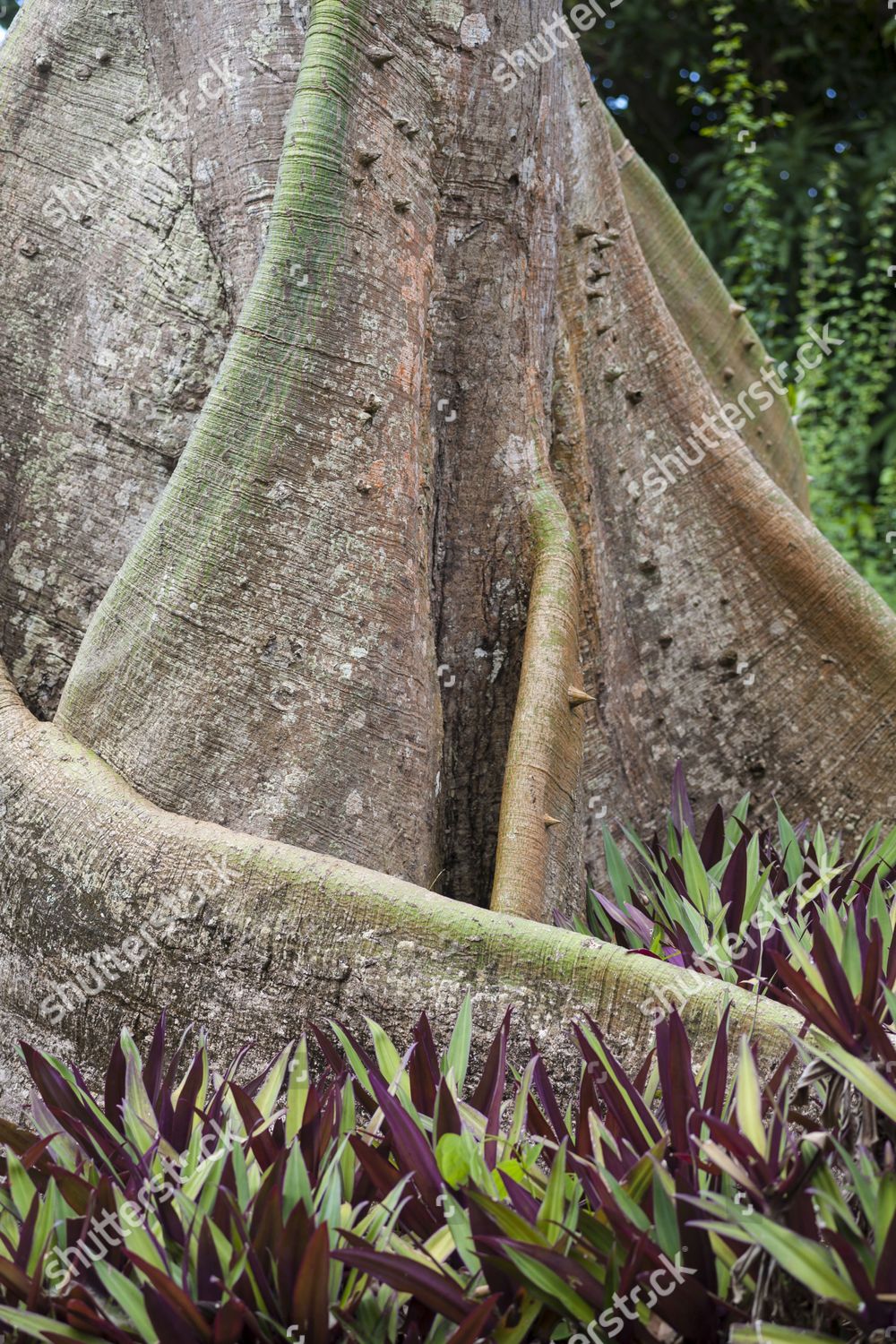 Buttress Root Tree Acomat Boucan Sloanea Editorial Stock Photo - Stock ...