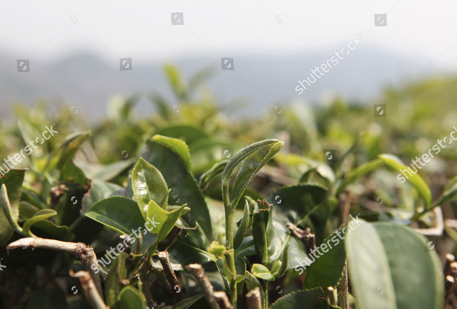 101 Tea Plantation Oolong Tea Plantation Editorial Stock Photo - Stock ...