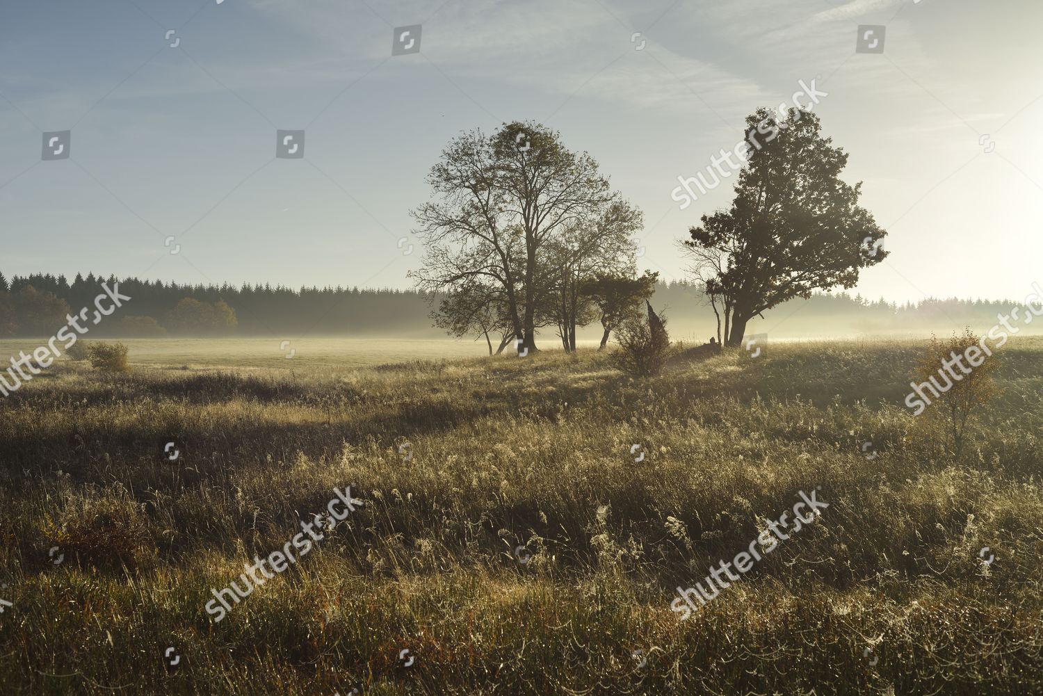 Open Landscape Few Trees Shrubs Morning Editorial Stock Photo - Stock ...