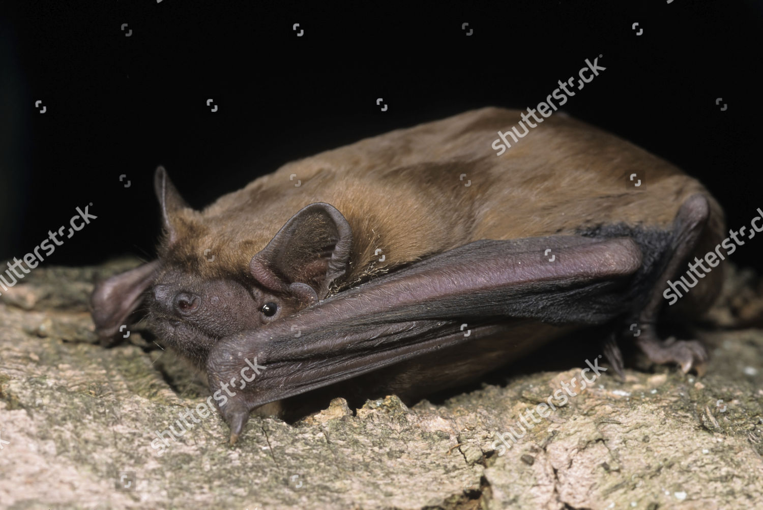 Common Noctule Nyctalus Noctula Hesse Germany Editorial Stock Photo ...