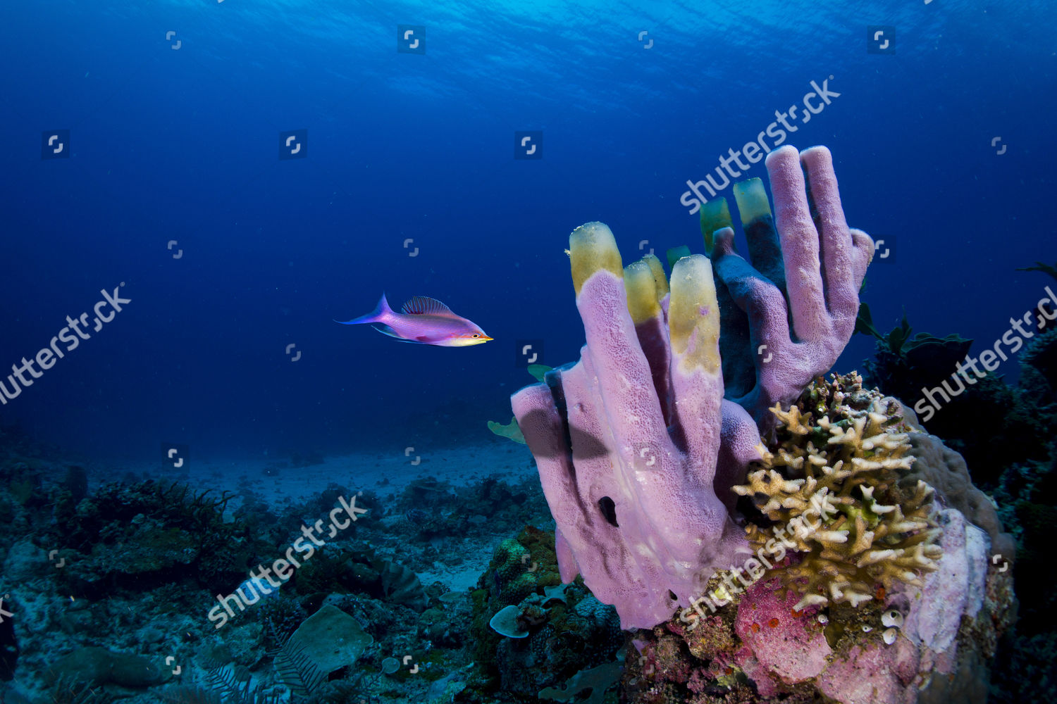 Tube Sponge Niphates Olemda Purple Queen Editorial Stock Photo - Stock ...