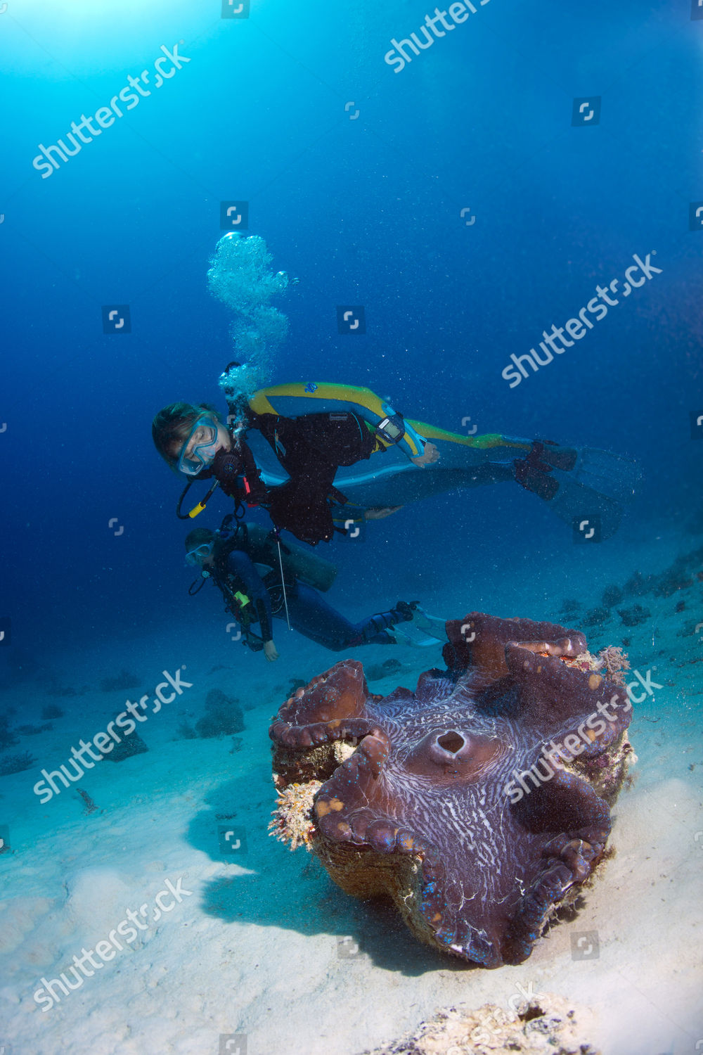 Model Released Scuba Diver Observing Maxima Editorial Stock Photo ...
