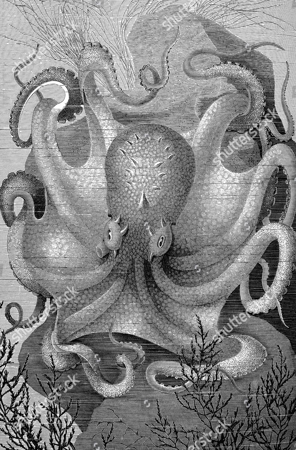 Common Octopus Octopus Vulgaris Illustration Meyers Editorial Stock ...
