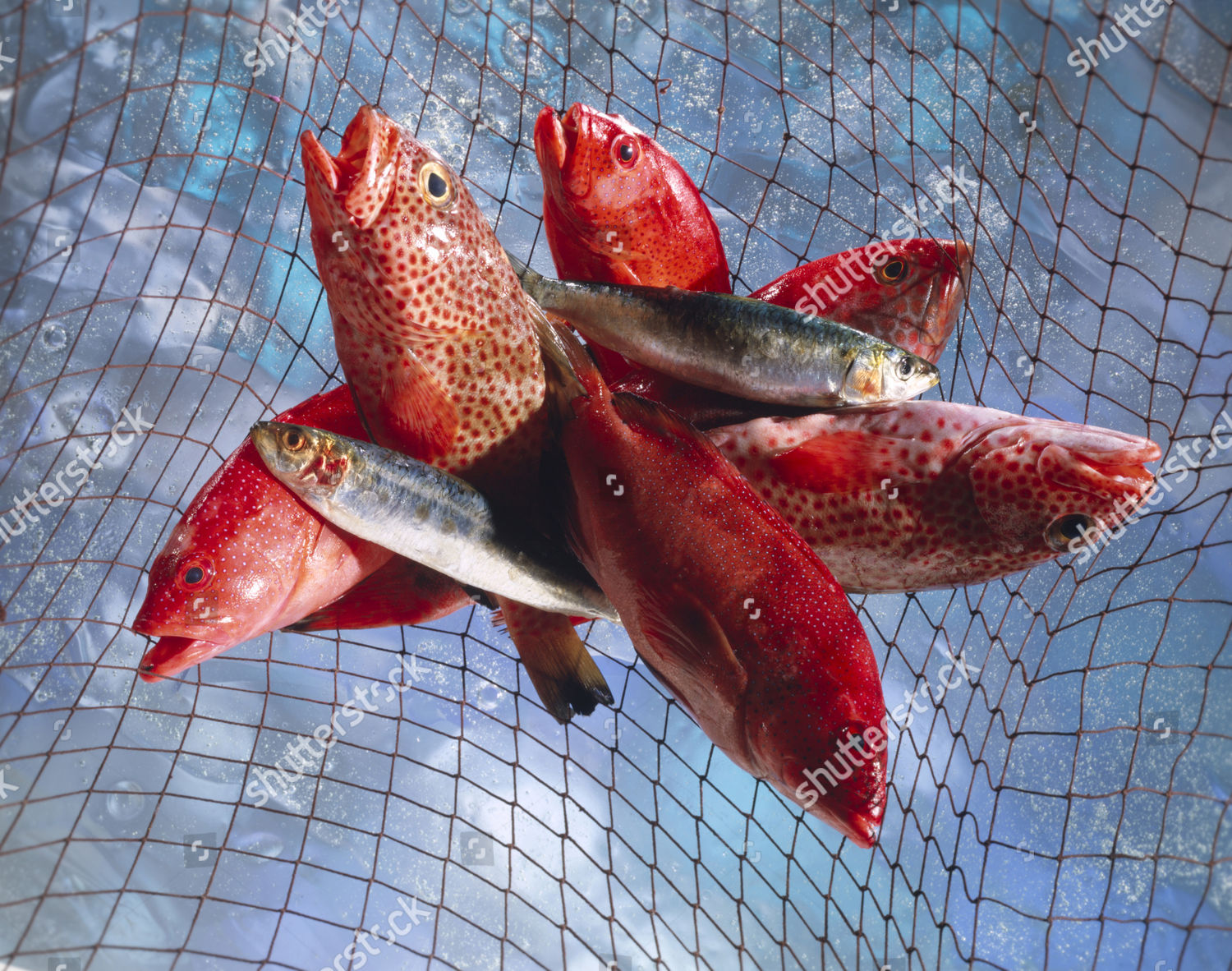 Red Snapper Herrings Fishing Net Above Editorial Stock Photo - Stock ...