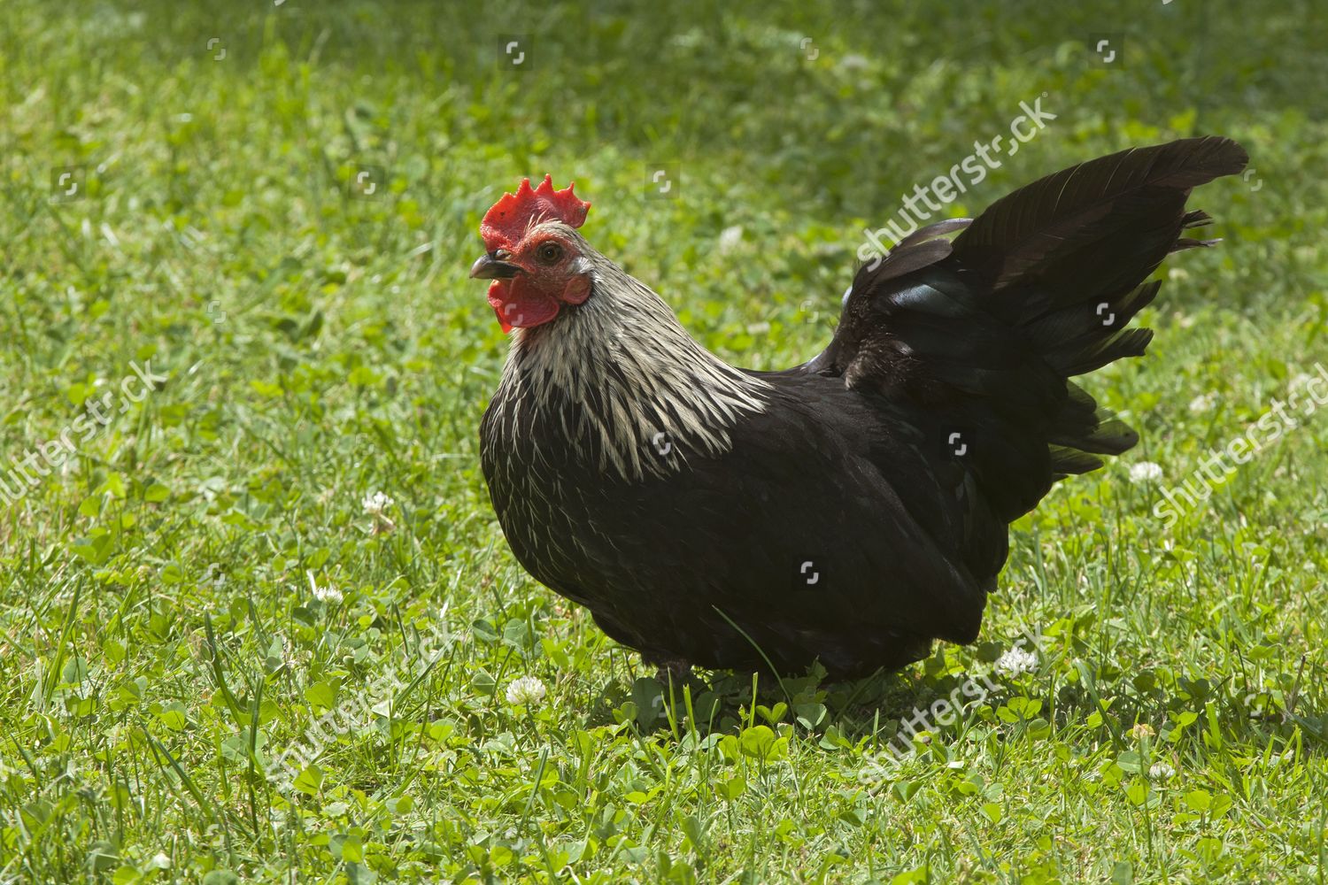 Japanese Bantam Chabo Chicken Schwaz Tyrol Editorial Stock Photo ...
