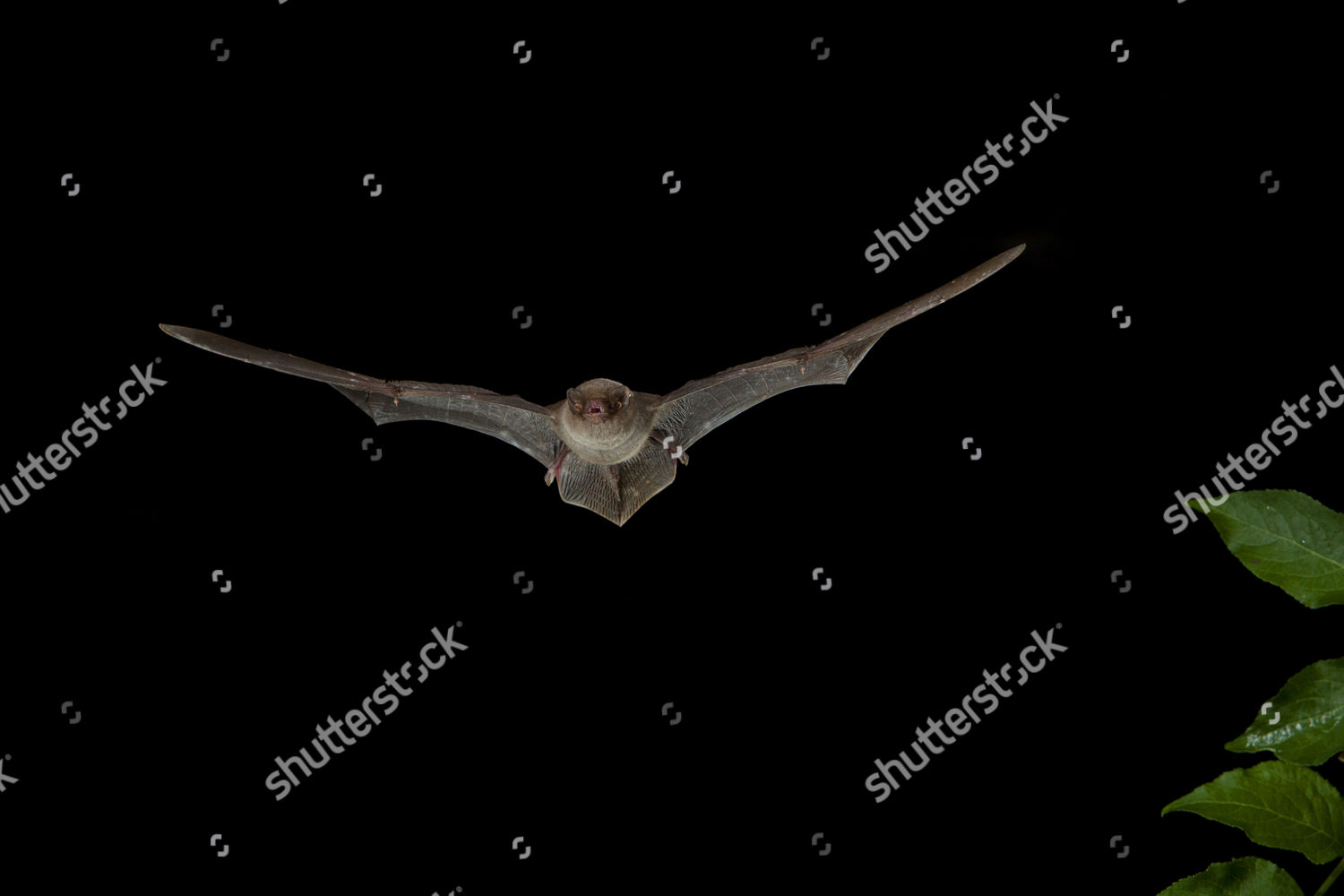 Bent Wing Bat Schreibers Long Fingered Editorial Stock Photo - Stock ...