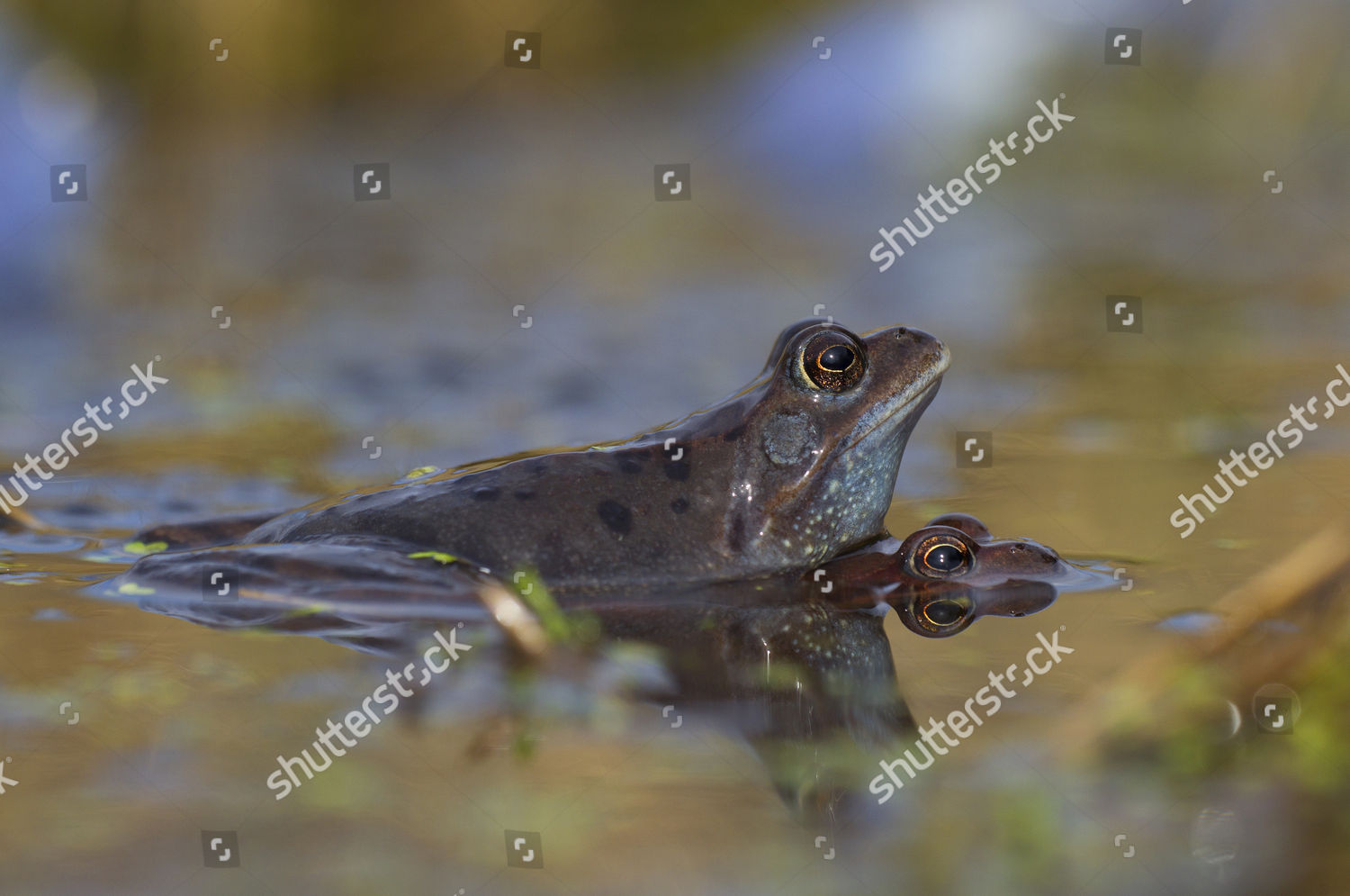 Common Frogs Rana Temporaria Amplexus Editorial Stock Photo - Stock ...