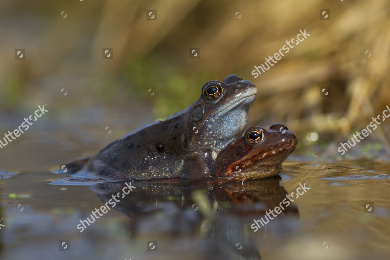 Common Frogs Rana Temporaria Amplexus Editorial Stock Photo - Stock ...