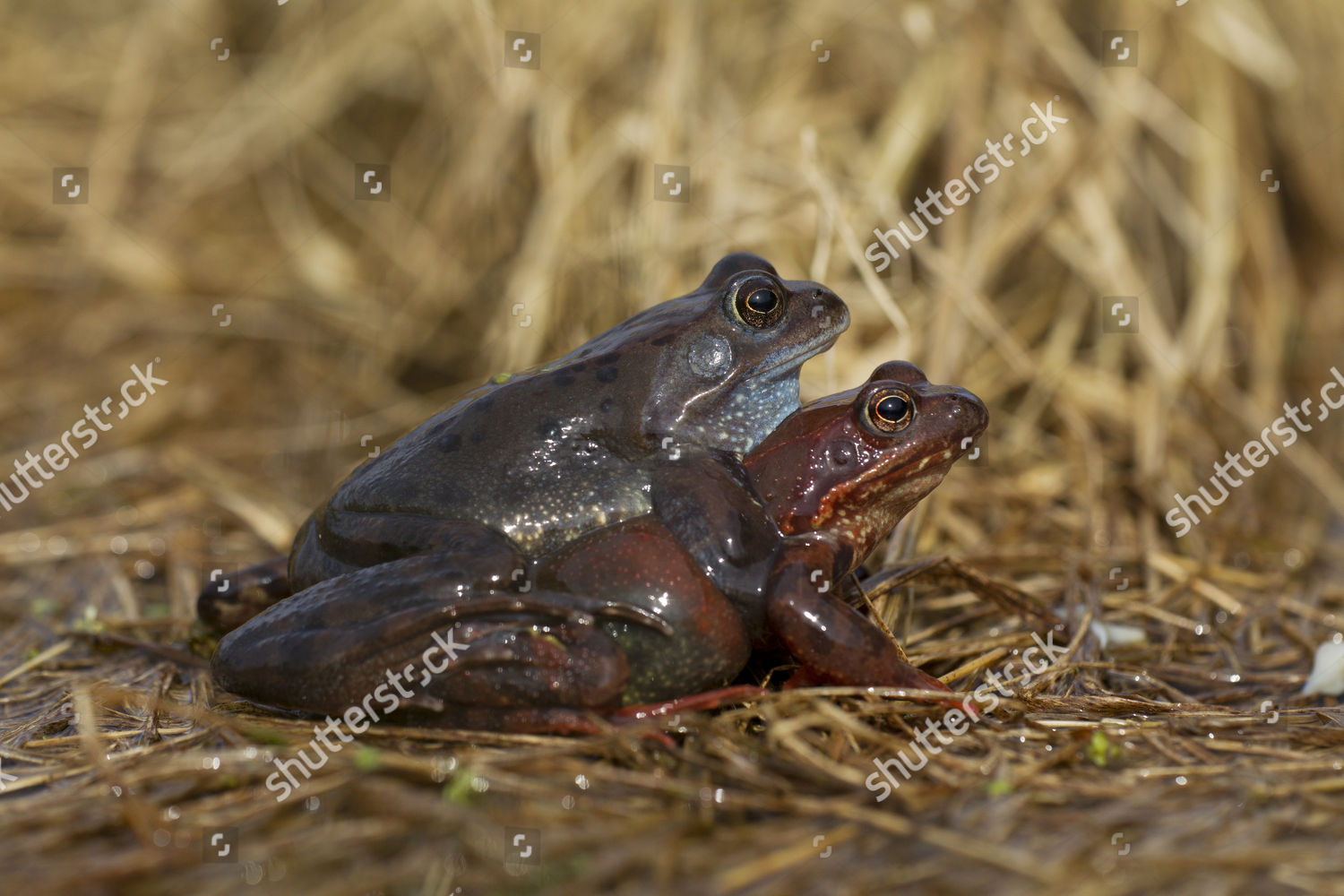 Common Frogs Rana Temporaria Amplexus Editorial Stock Photo - Stock ...