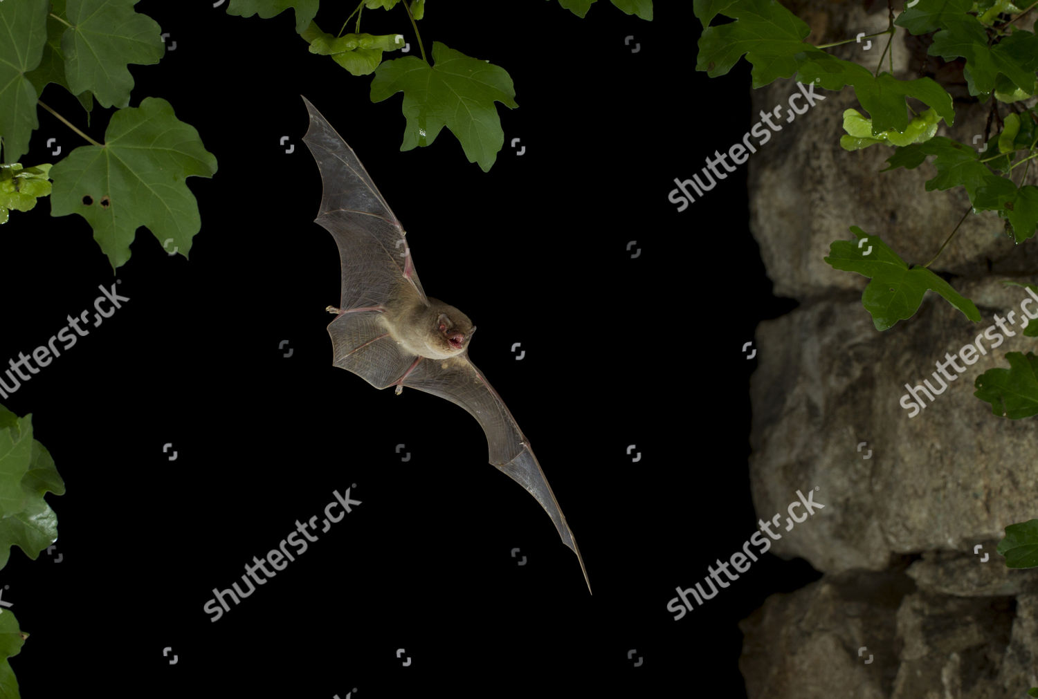 Common Bent Wing Bat Schreibers Long Editorial Stock Photo - Stock ...