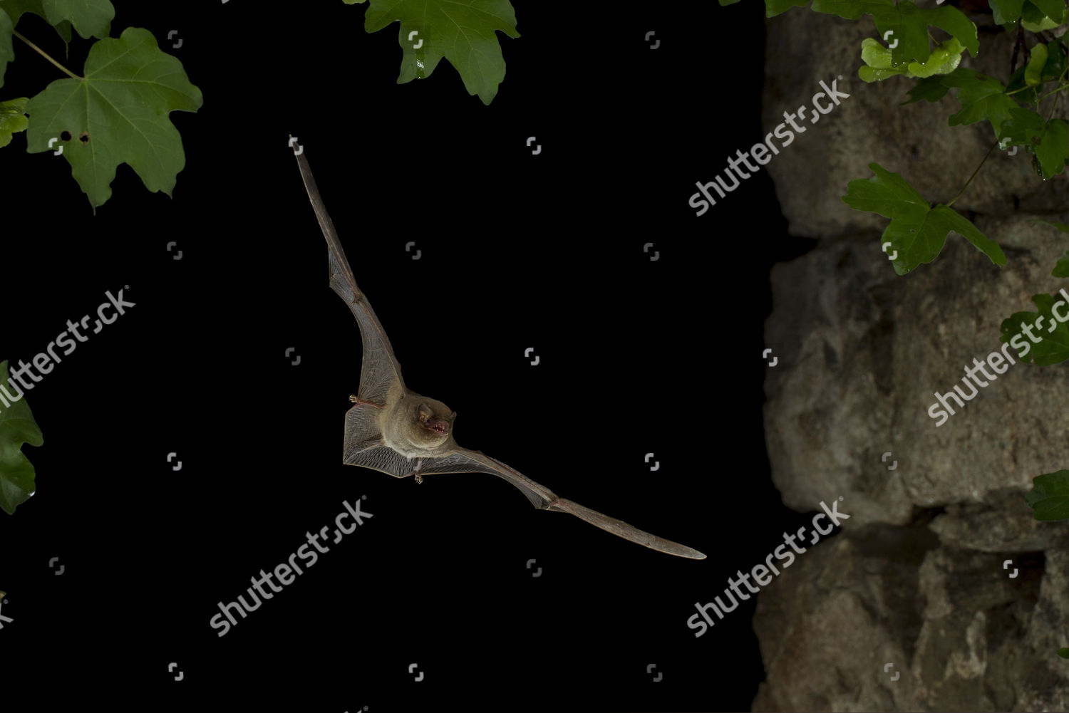 Common Bent Wing Bat Schreibers Long Editorial Stock Photo - Stock ...