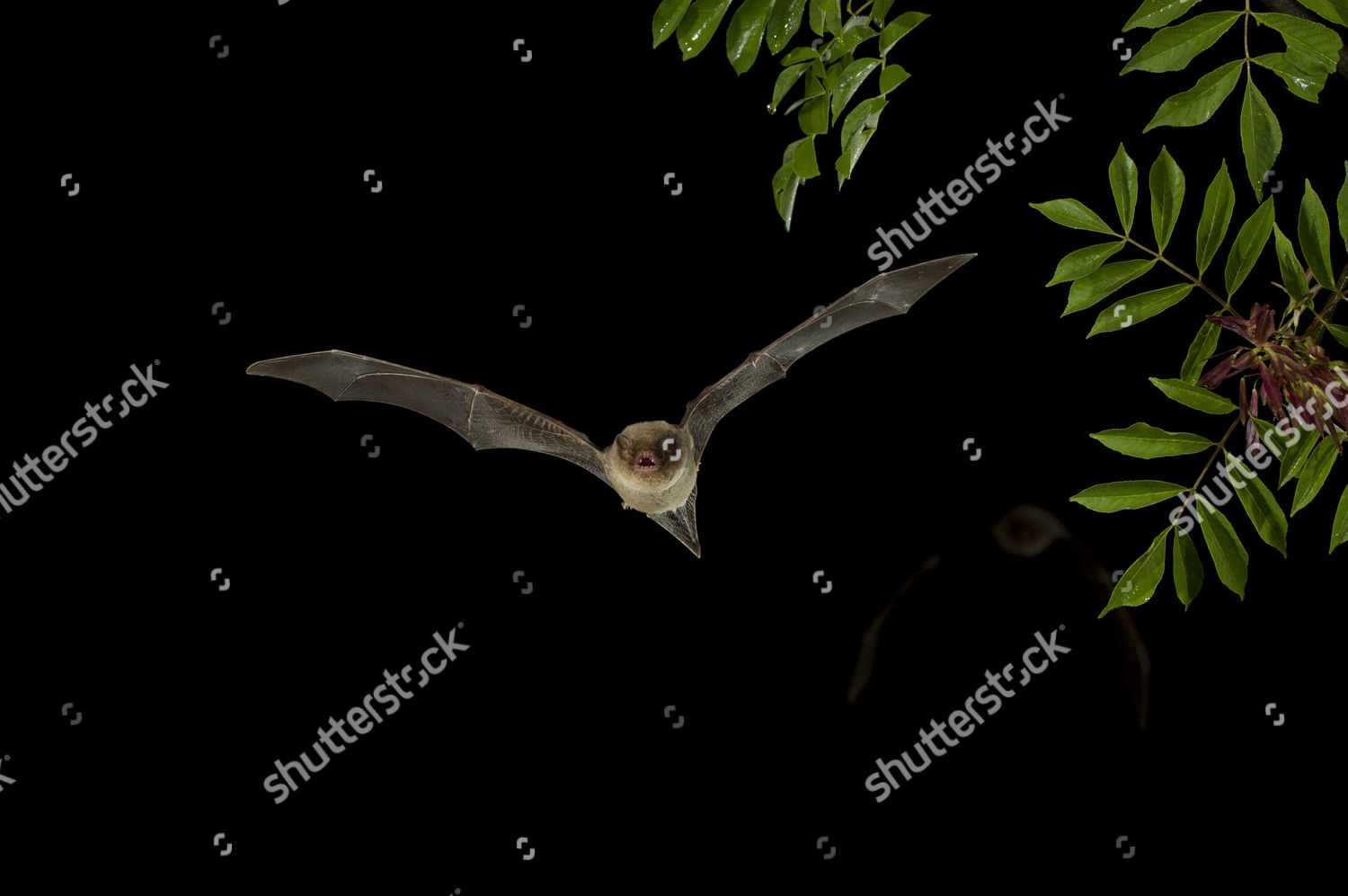 Common Bent Wing Bat Schreibers Long Editorial Stock Photo - Stock ...