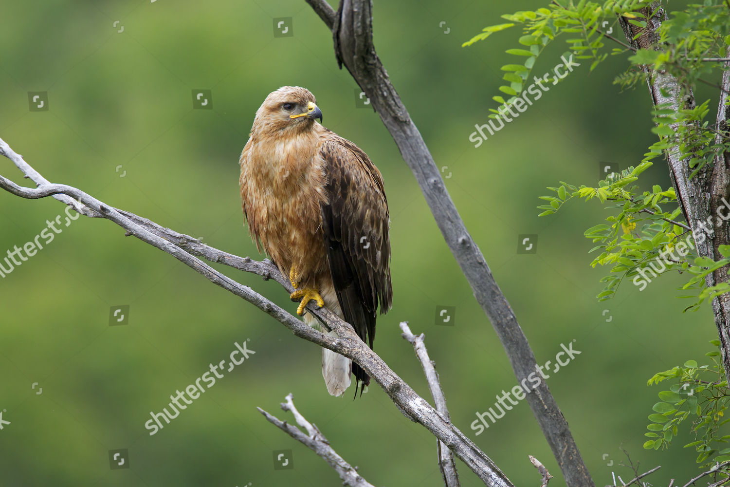 Long Legged Buzzard Buteo Rufinus Female Editorial Stock Photo - Stock ...