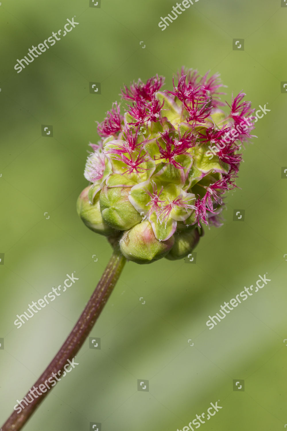 Salad Burnet Garden Burnet Small Burnet Editorial Stock Photo - Stock ...