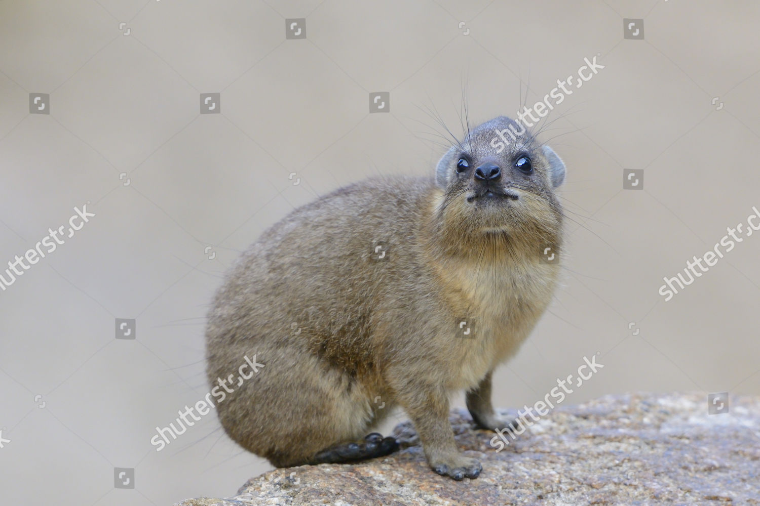 Rock Hyrax Cape Hyrax Procavia Capensis Editorial Stock Photo - Stock ...