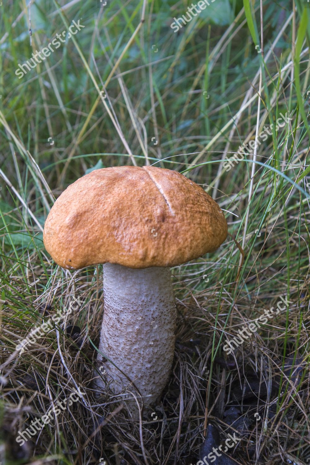 Redcapped Scaber Stalk Leccinum Leucopodium Editorial Stock Photo ...
