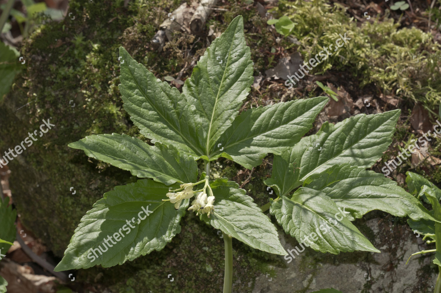 Drooping Bittercress Dentaria Enneaphyllos Stems Flowers Editorial ...