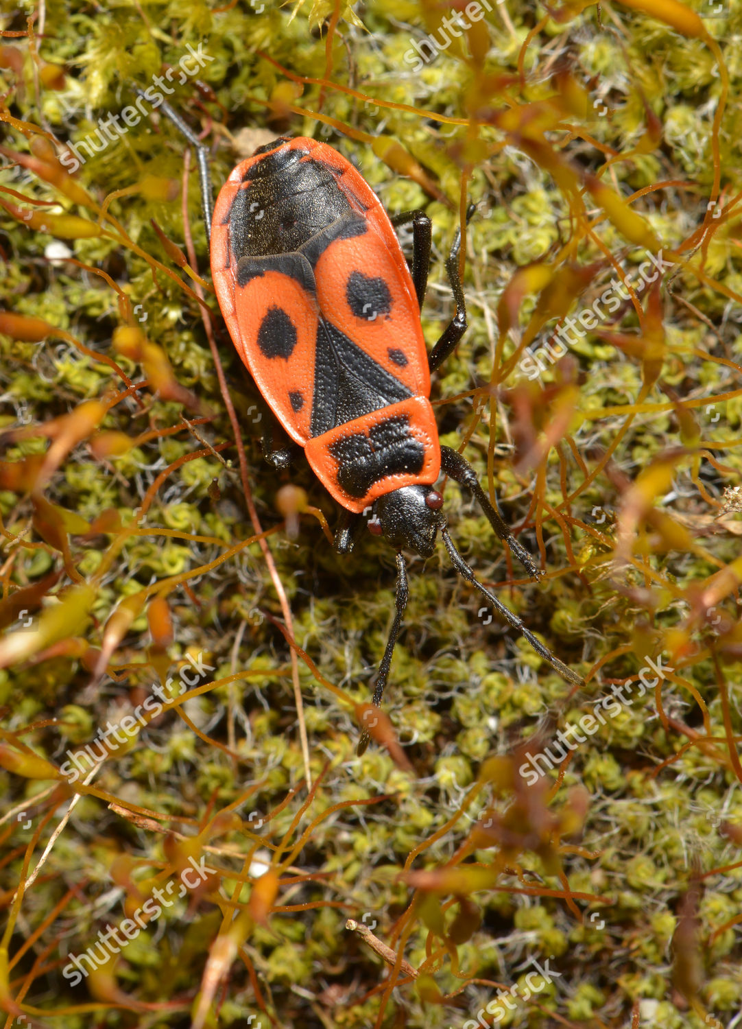 Common Fire Bug Pyrrhocoris Apterus On Editorial Stock Photo - Stock ...