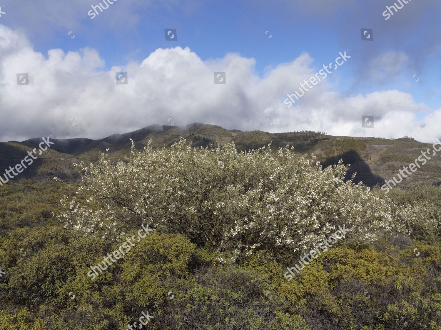 Lucerne Tree Tagasaste Chamaecytisus Proliferus Fortaleza Editorial ...