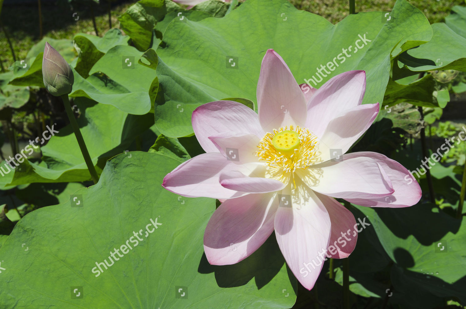 Lotus Indian Lotus Nelumbo Nucifera Flower Editorial Stock Photo ...