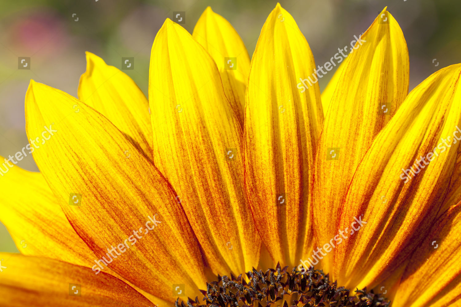 Inflorescence Sunflower Helianthus Annuus Petals Seed Editorial Stock ...