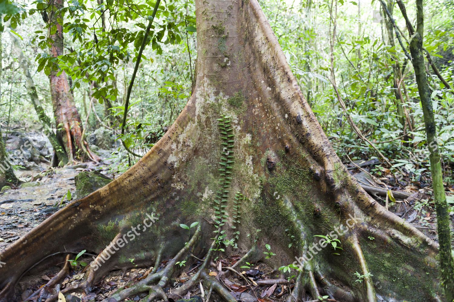 Jungle Tree Trunk Buttress Roots Climber Editorial Stock Photo - Stock ...