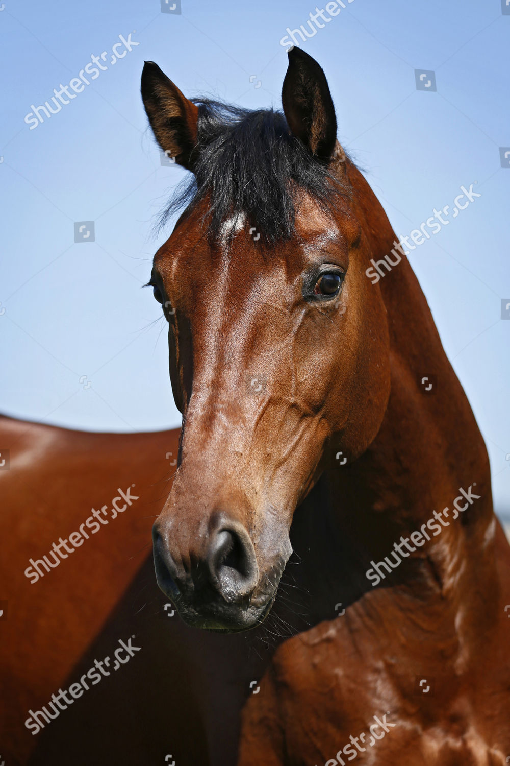 Holsteiner Horse Bay Gelding Portrait Editorial Stock Photo - Stock ...