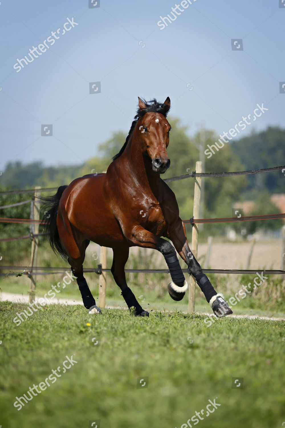 Holsteiner Horse Bay Gelding Galloping On Editorial Stock Photo - Stock ...