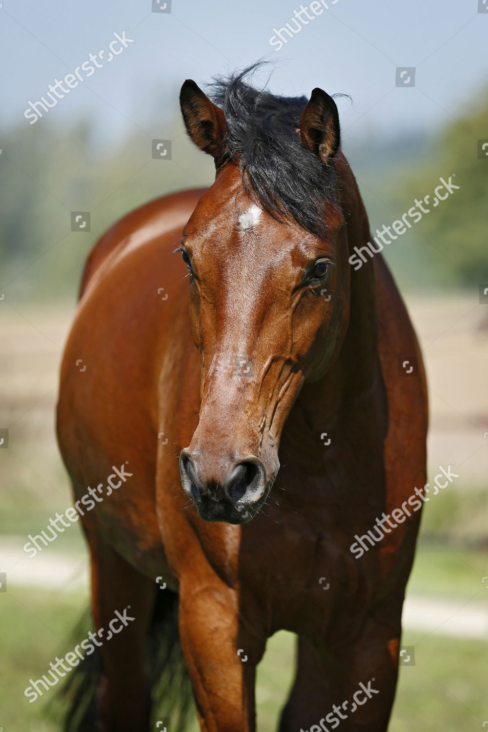 Holsteiner Horse Bay Gelding Editorial Stock Photo - Stock Image ...