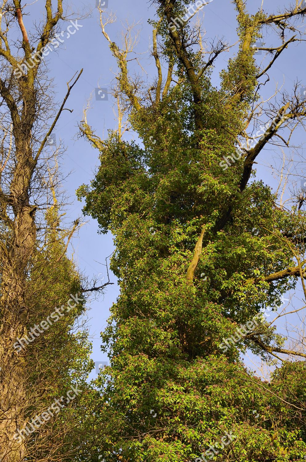 Tree Trunks White Willow Salix Alba Editorial Stock Photo - Stock Image ...
