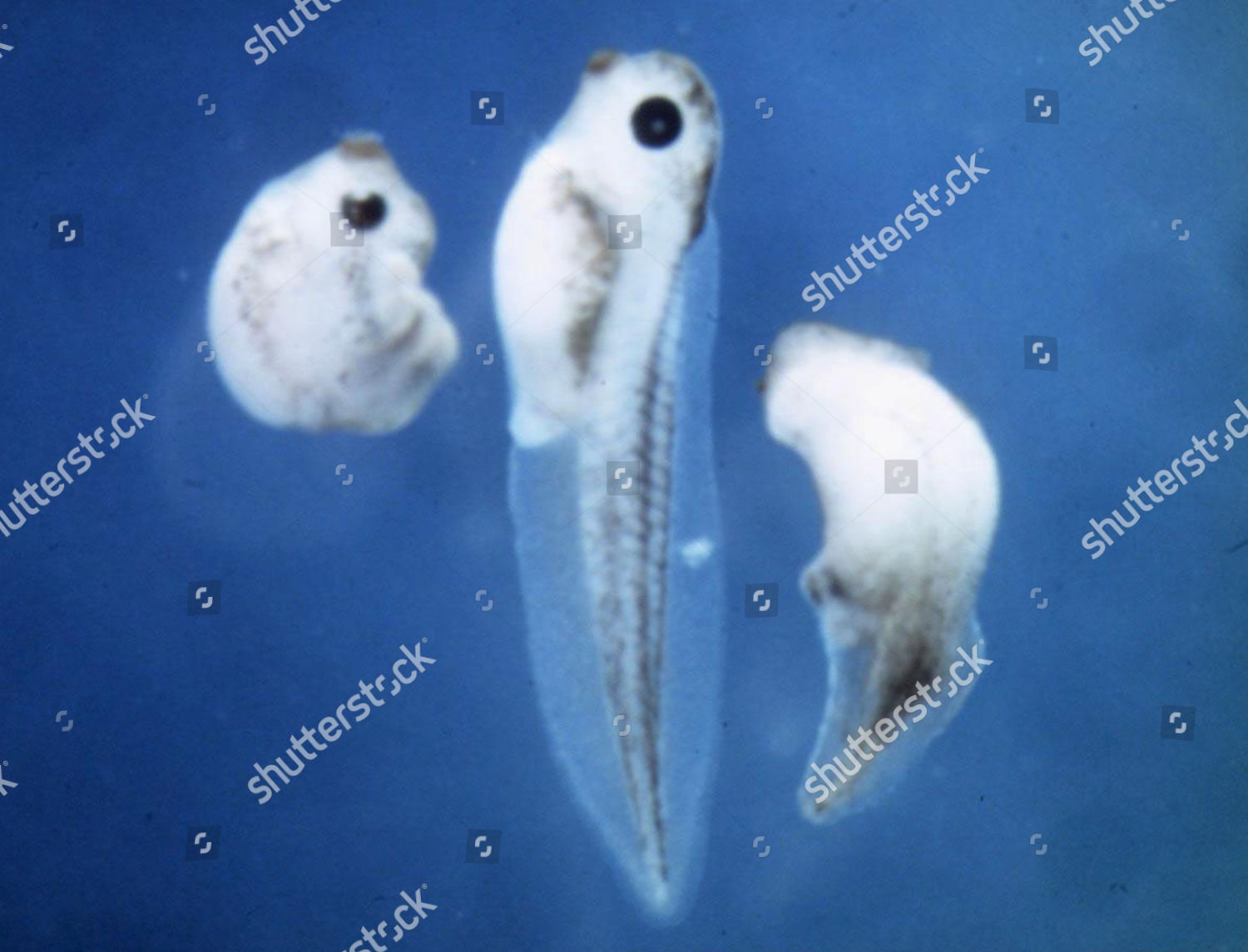 Tadpoles Frog Embryo Editorial Stock Photo - Stock Image | Shutterstock