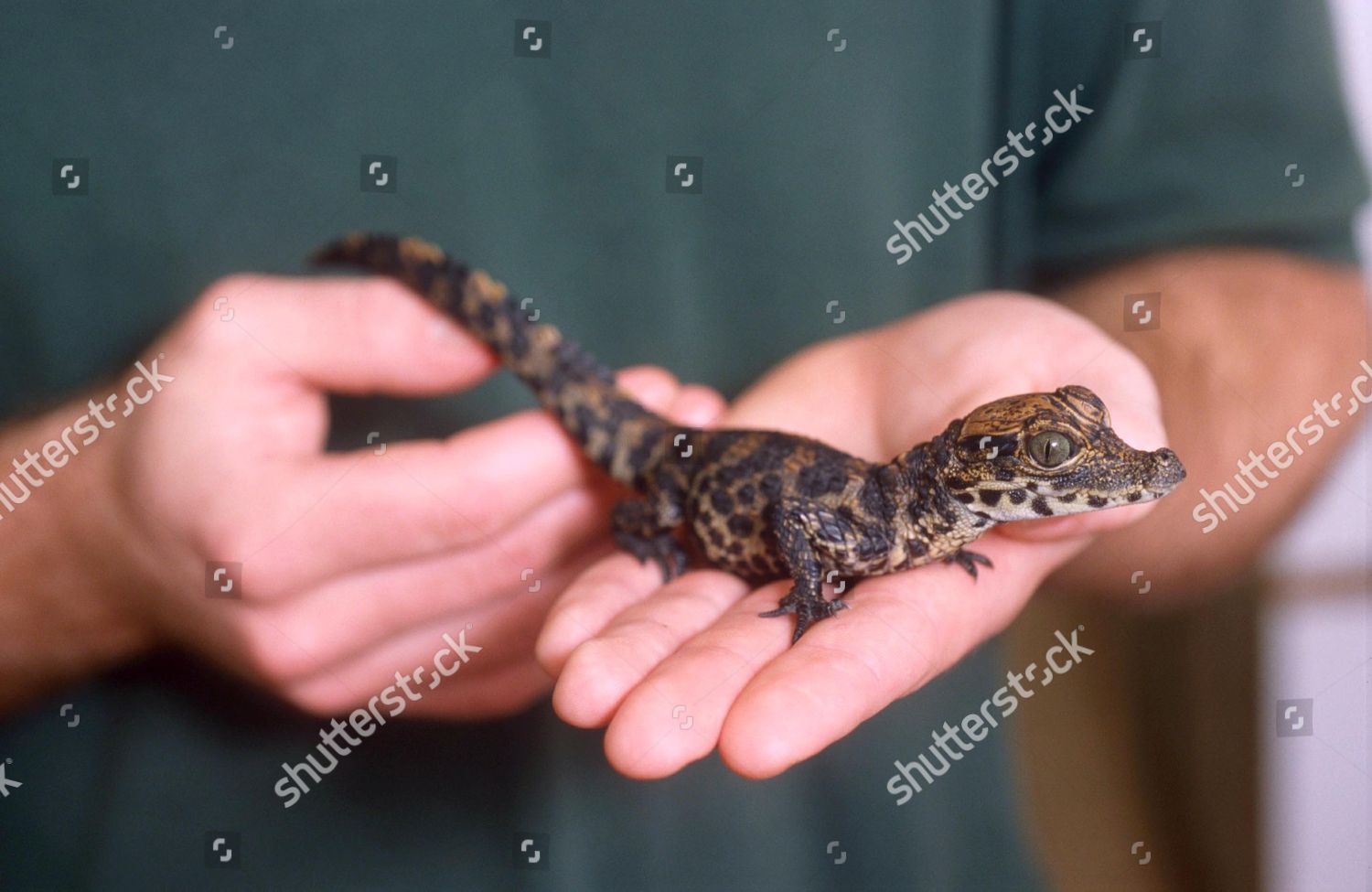 West African Dwarf Crocodile Editorial Stock Photo - Stock Image ...