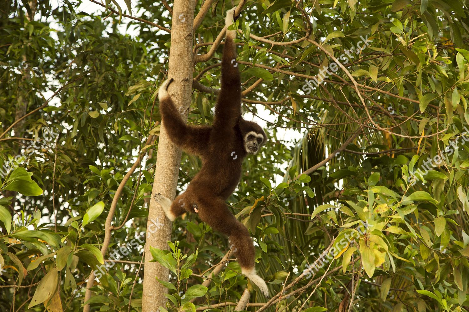 Monkey Swinging Tree Afamosa Resort Zoo Editorial Stock Photo - Stock ...
