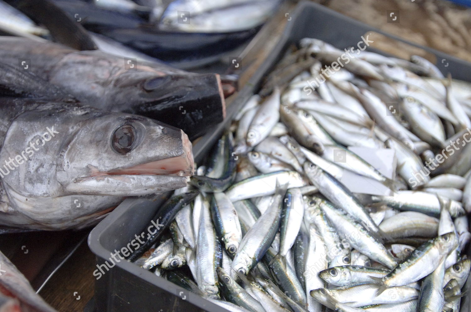 Fish Marlet Malta Editorial Stock Photo - Stock Image | Shutterstock