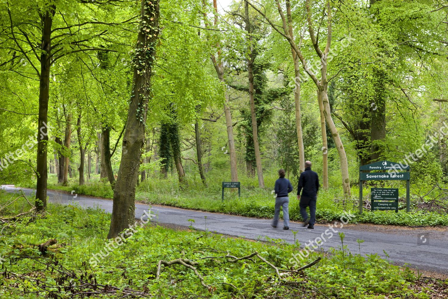 Savernake Forest Savernake Forest England Uk Editorial Stock Photo ...
