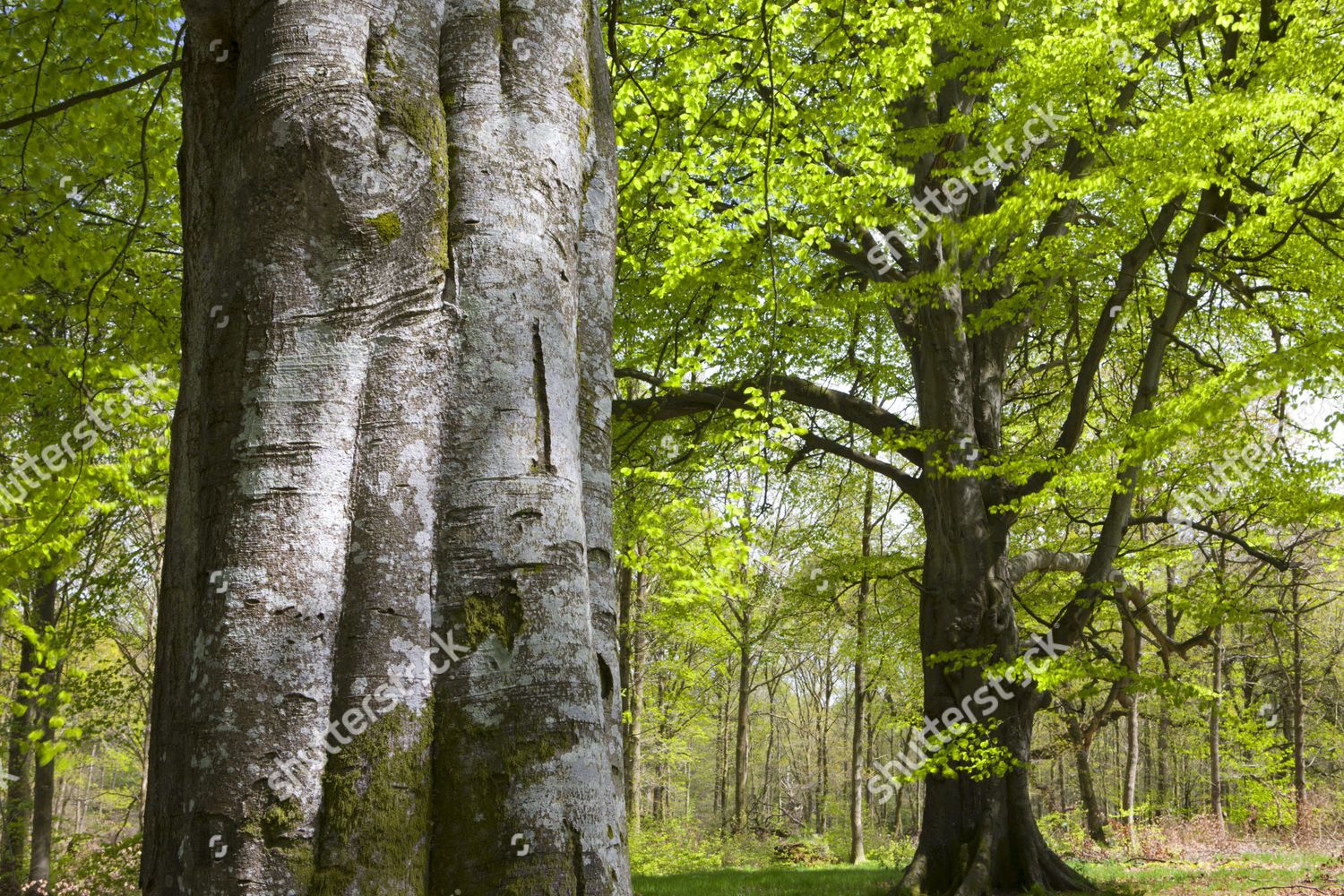 Savernake Forest Savernake Forest England Uk Editorial Stock Photo ...