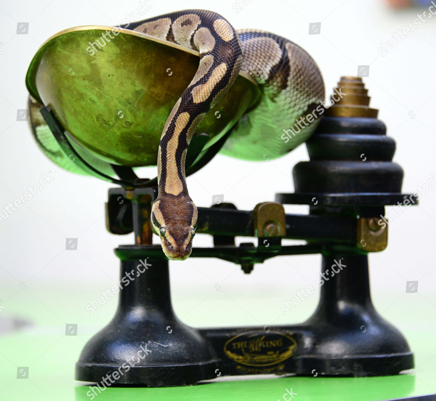 Royal Python Snake Weighing 600g Editorial Stock Photo - Stock Image ...